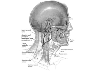 ANATOMY OF FACE.pptx