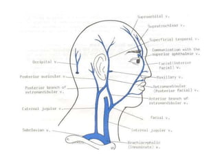 ANATOMY OF FACE.pptx