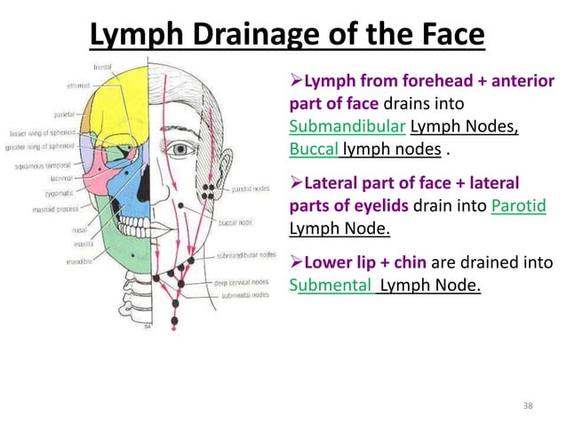 ANATOMY OF FACE.pptx | Ear, Nose and Throat Conditions | Diseases and ...
