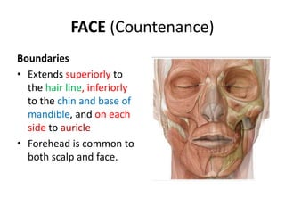 ANATOMY OF FACE.pptx