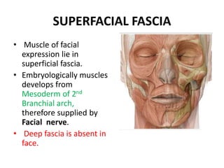 ANATOMY OF FACE.pptx