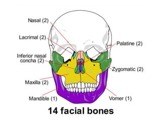 ANATOMY OF FACE.pptx
