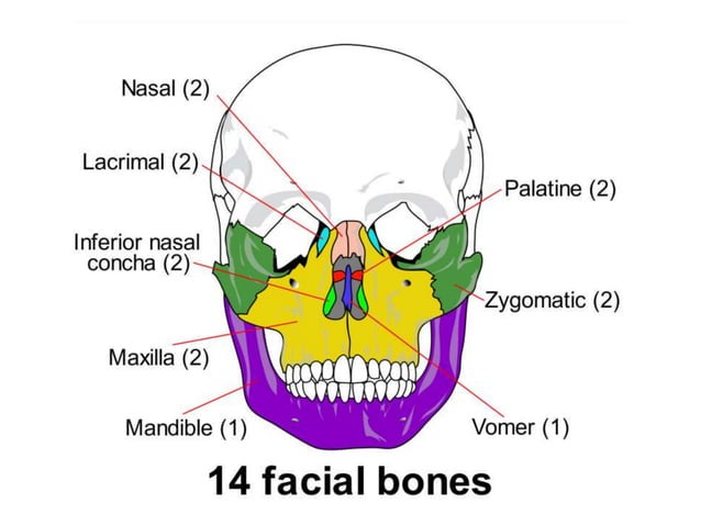 ANATOMY OF FACE.pptx | Ear, Nose and Throat Conditions | Diseases and ...