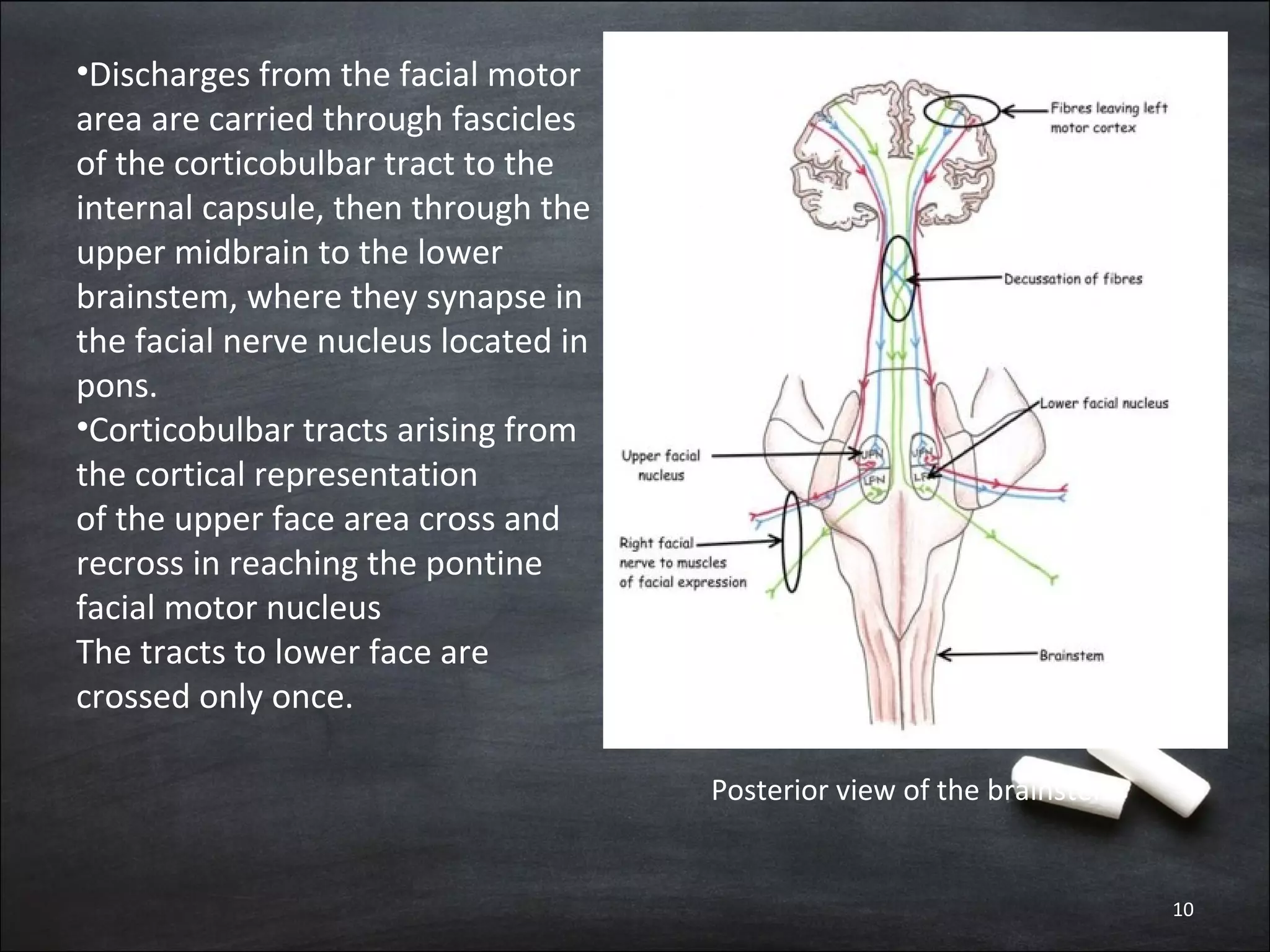 Anatomy of facial nerve | PPT