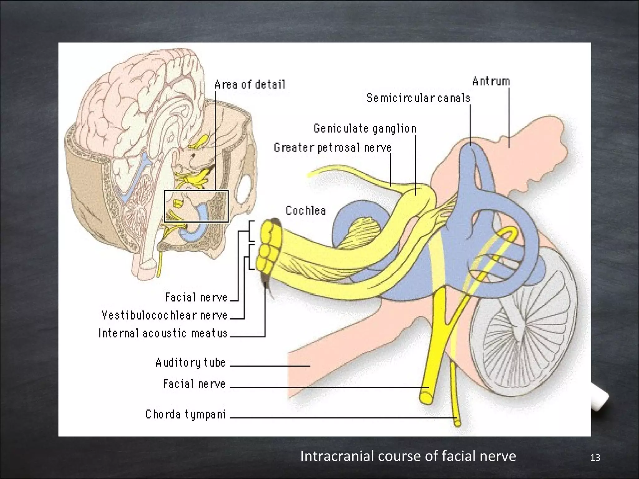 Anatomy of facial nerve | PPT