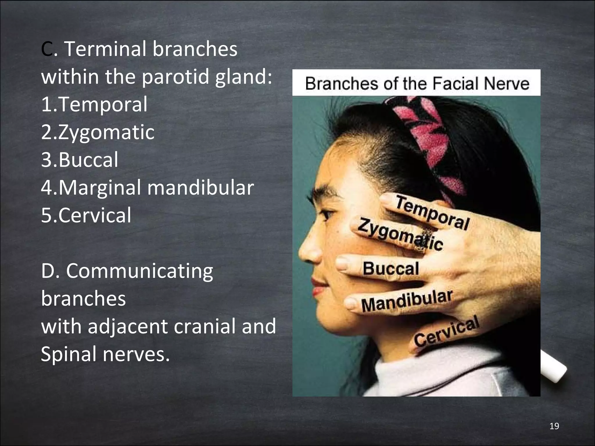 Anatomy of facial nerve | PPT