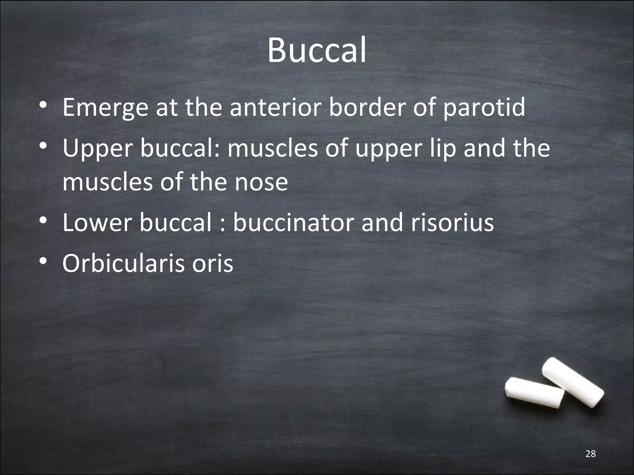 Anatomy of facial nerve | PPT