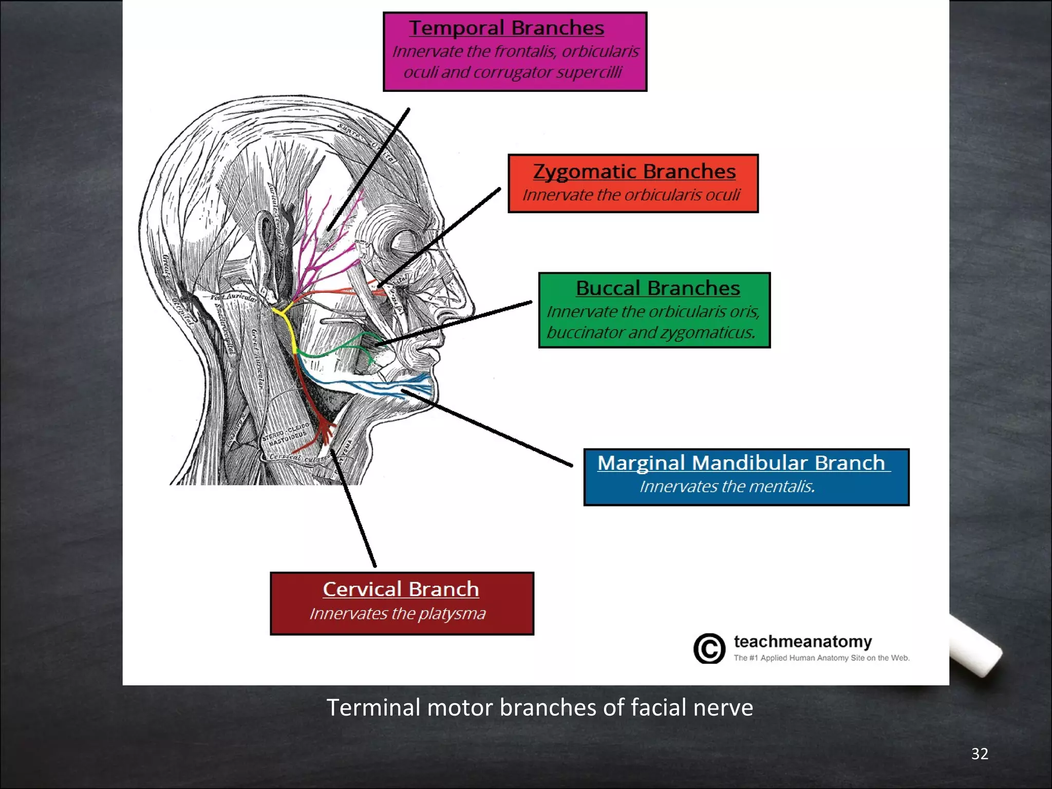 Anatomy of facial nerve | PPT