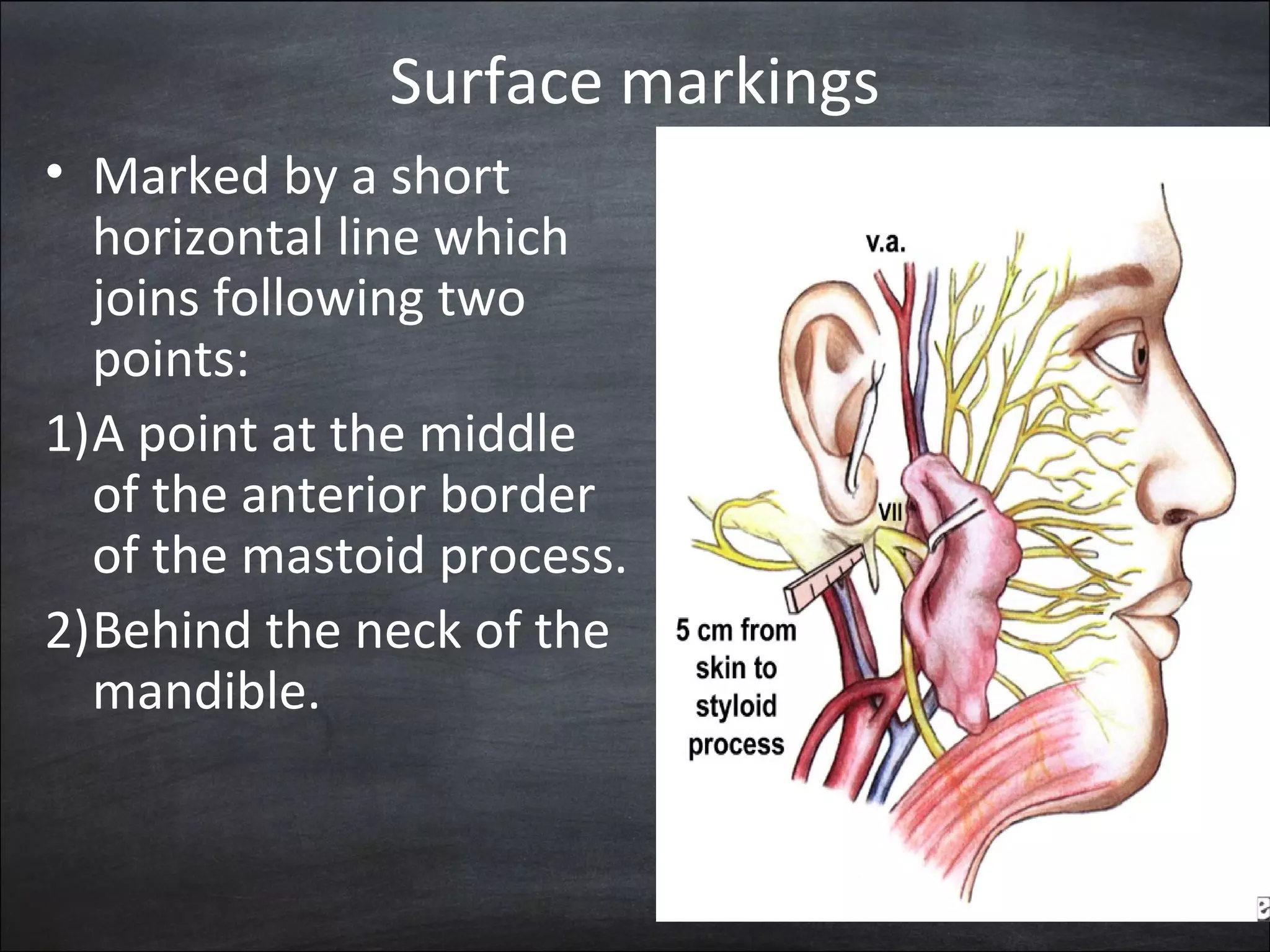 Anatomy of facial nerve | PPT