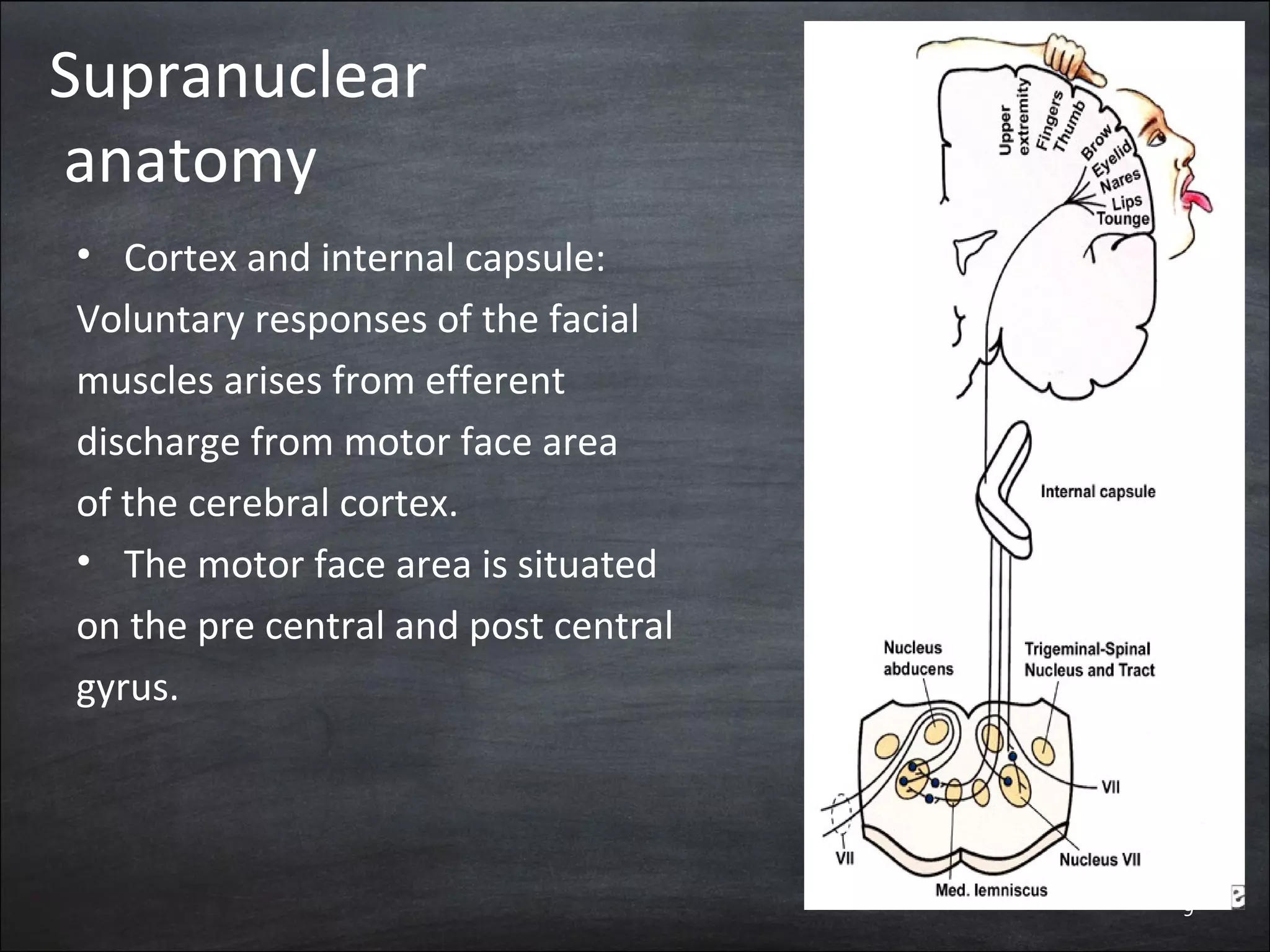 Anatomy of facial nerve | PPT