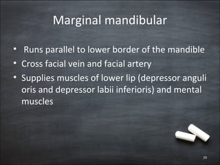 Anatomy of facial nerve | PPT
