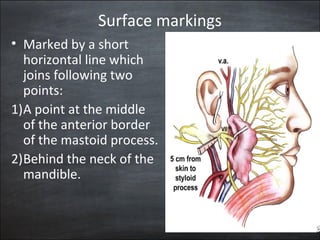 Anatomy of facial nerve | PPT