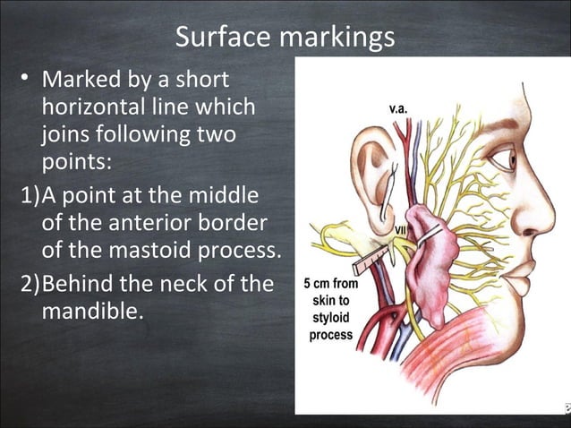 Anatomy of facial nerve | PPT
