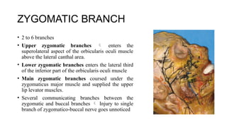 ANATOMY OF FACIAL NERVE PGIMERCHD PPT.pptx