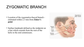 ANATOMY OF FACIAL NERVE PGIMERCHD PPT.pptx