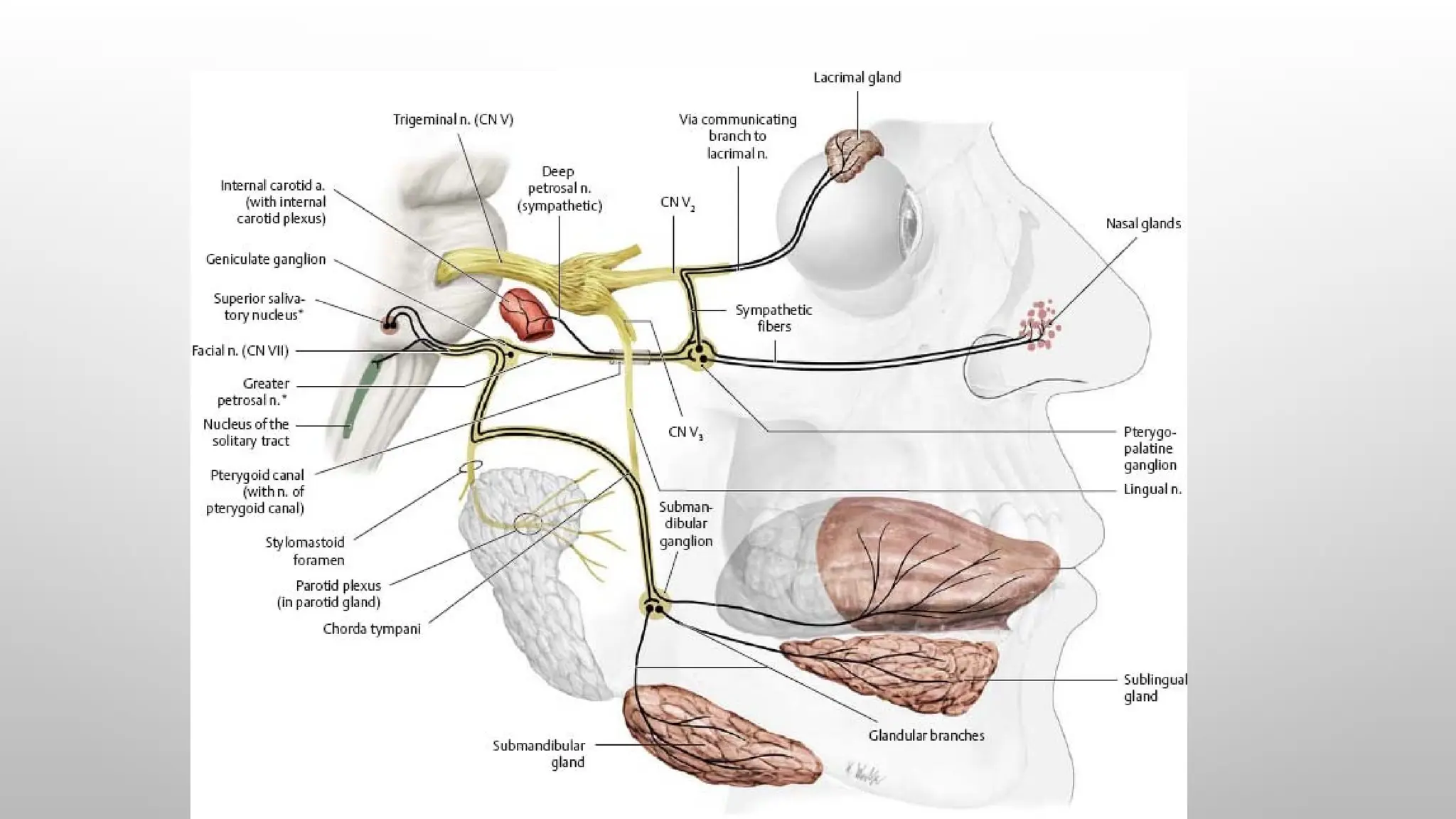 ANATOMY OF FACIAL NERVE 7th cranial nerve.pptx