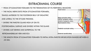 ANATOMY OF FACIAL NERVE 7th cranial nerve.pptx