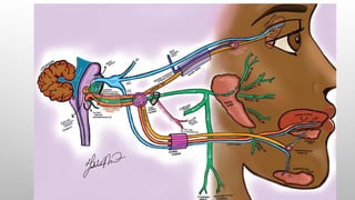 ANATOMY OF FACIAL NERVE 7th cranial nerve.pptx