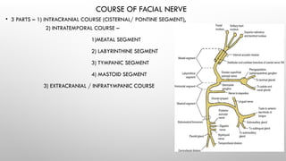 ANATOMY OF FACIAL NERVE 7th cranial nerve.pptx