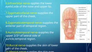 Anatomy of facial nerve-sadia [Autosaved].pptx