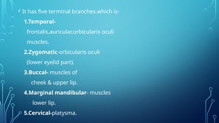 Anatomy of facial nerve-sadia [Autosaved].pptx
