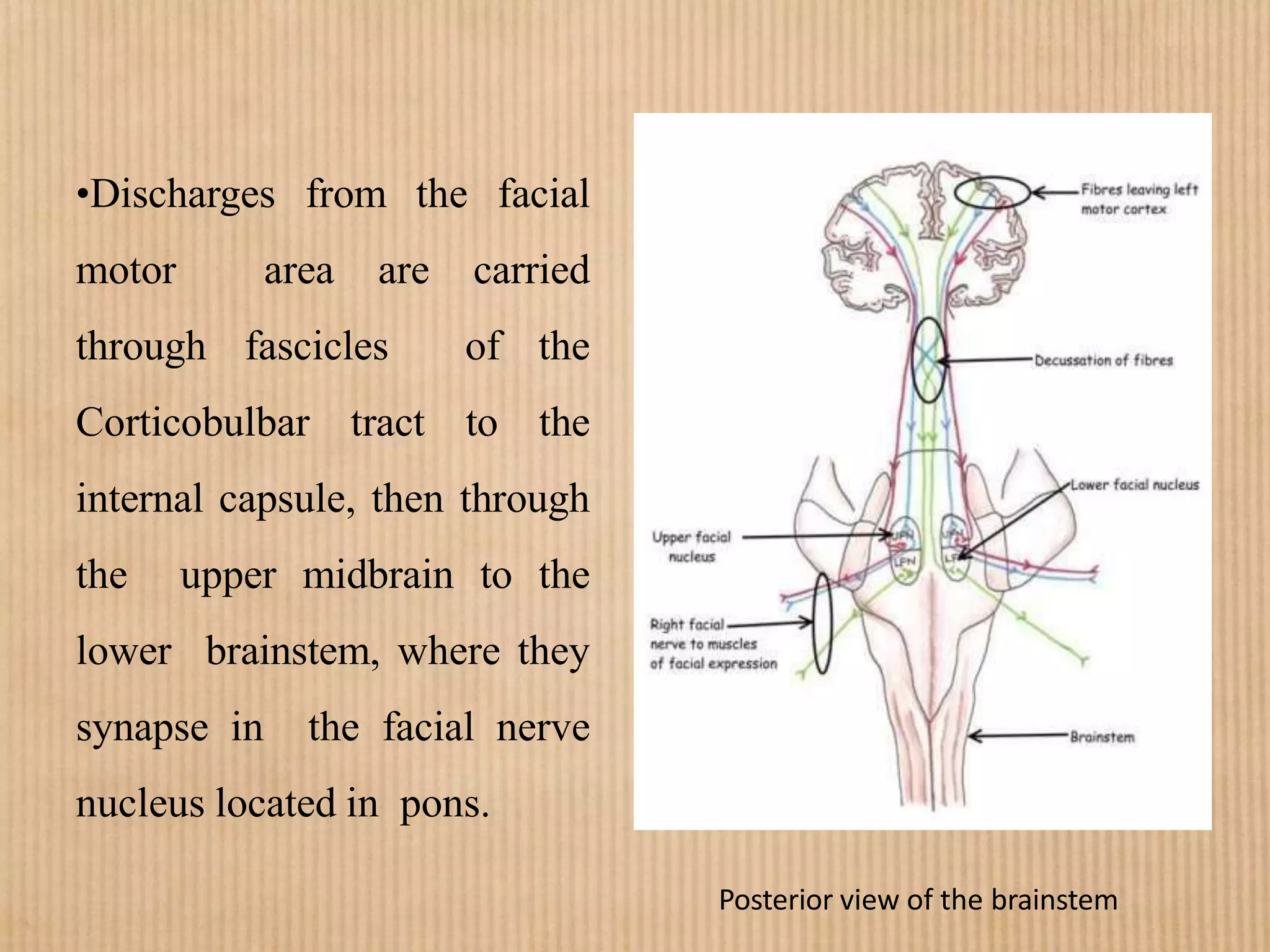 anatomy of facial nerve by tejpl singh.pptx