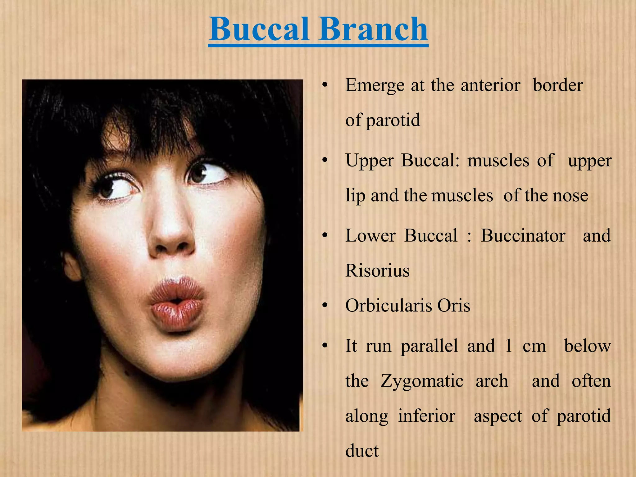 anatomy of facial nerve by tejpl singh.pptx