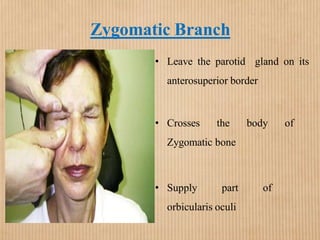 anatomy of facial nerve by tejpl singh.pptx