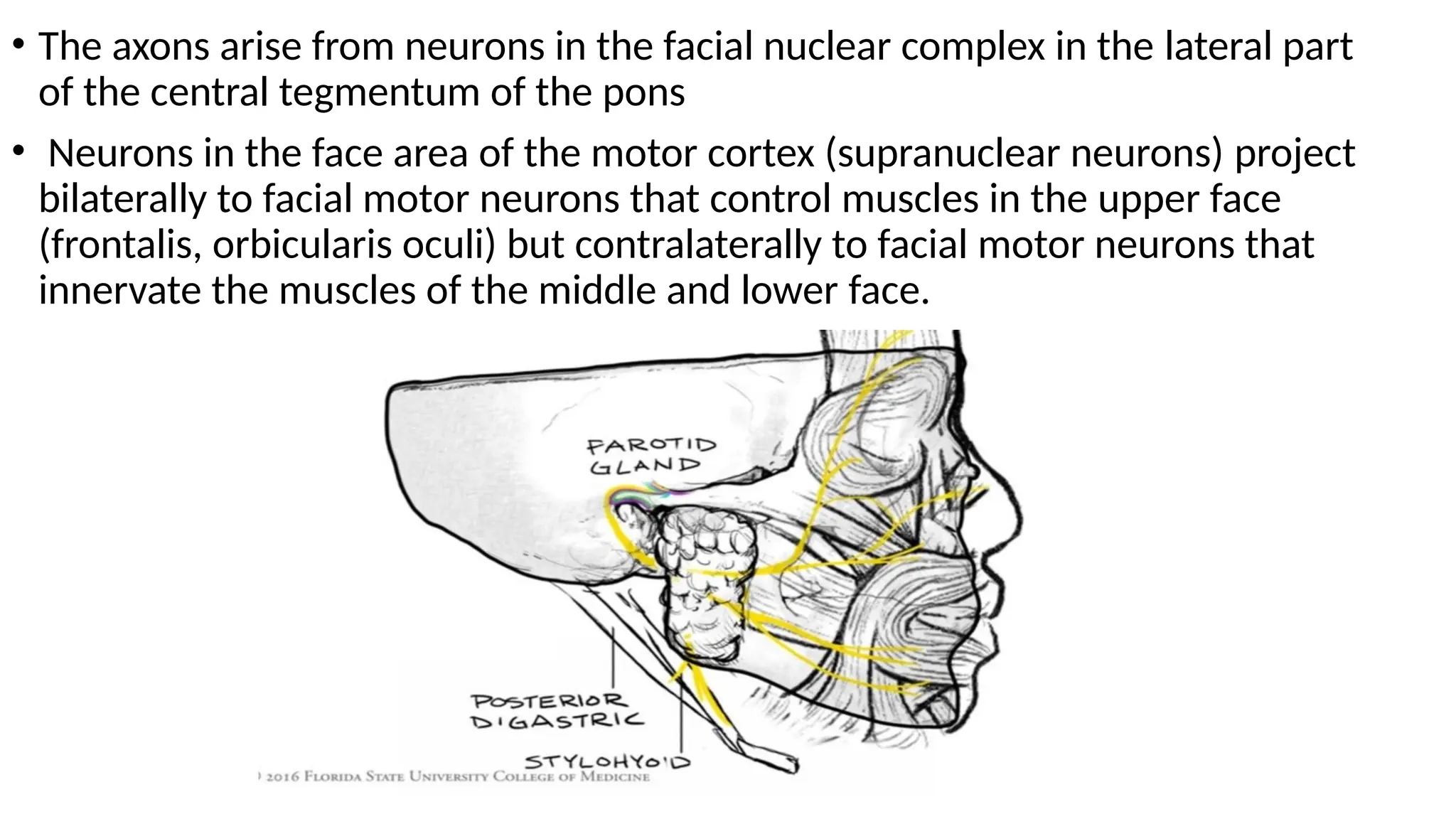 ANATOMY OF FACIAL NERVE edidteeed-1.pptx