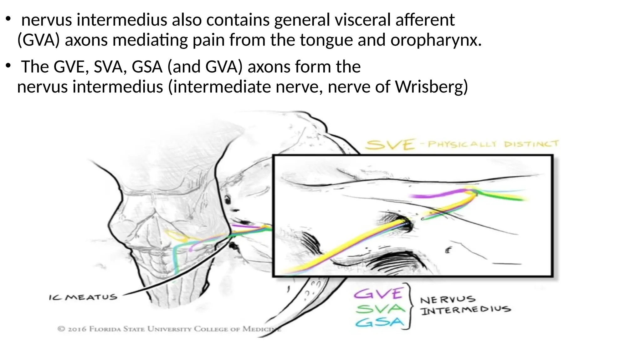 ANATOMY OF FACIAL NERVE edidteeed-1.pptx