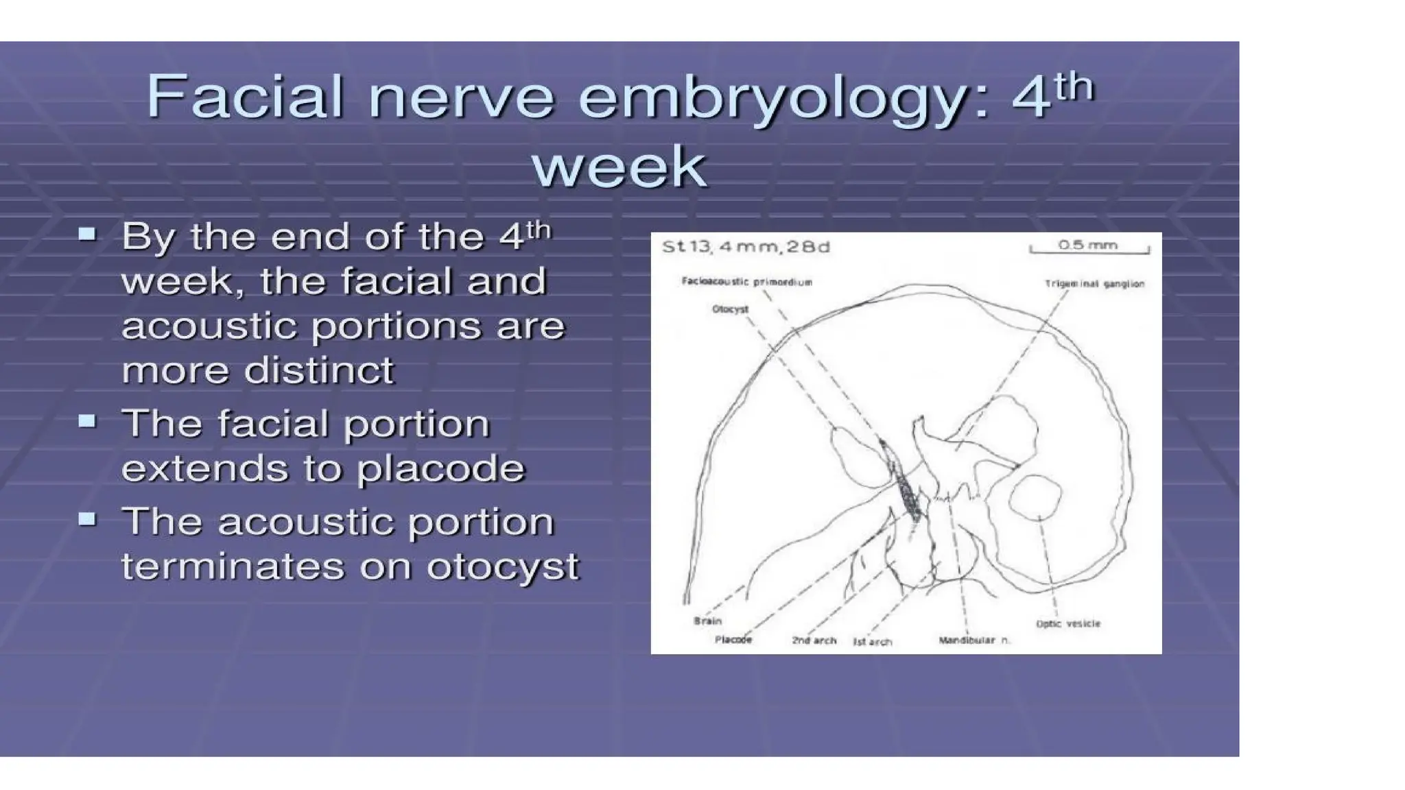 ANATOMY OF FACIAL NERVE edidteeed-1.pptx