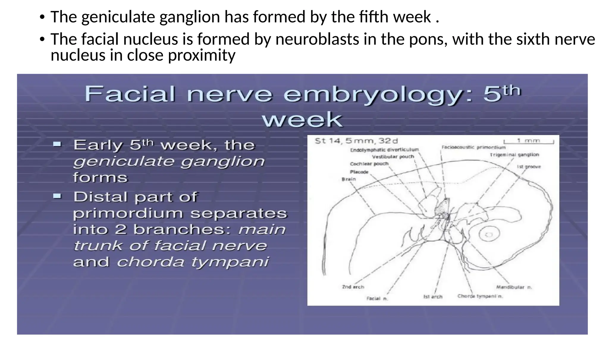 ANATOMY OF FACIAL NERVE edidteeed-1.pptx