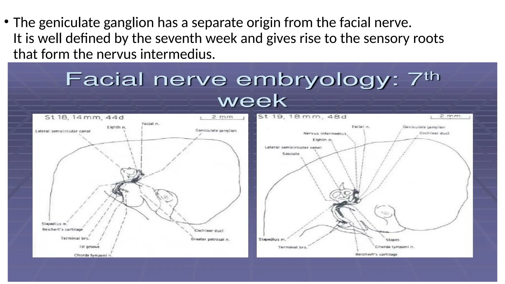 ANATOMY OF FACIAL NERVE edidteeed-1.pptx