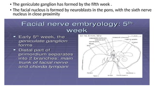 ANATOMY OF FACIAL NERVE edidteeed-1.pptx