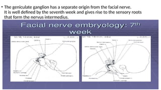 ANATOMY OF FACIAL NERVE edidteeed-1.pptx