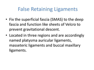Anatomy of Facial Retinacula.ppt