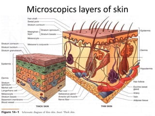 Anatomy of Facial Retinacula.ppt