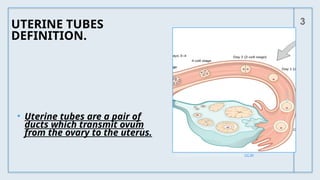 Anatomy of Fallopian Tubes Explained.pptx
