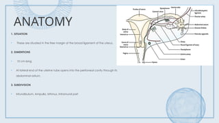 Anatomy of Fallopian Tubes Explained.pptx