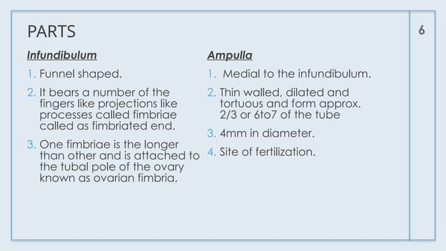 Anatomy of Fallopian Tubes Explained.pptx