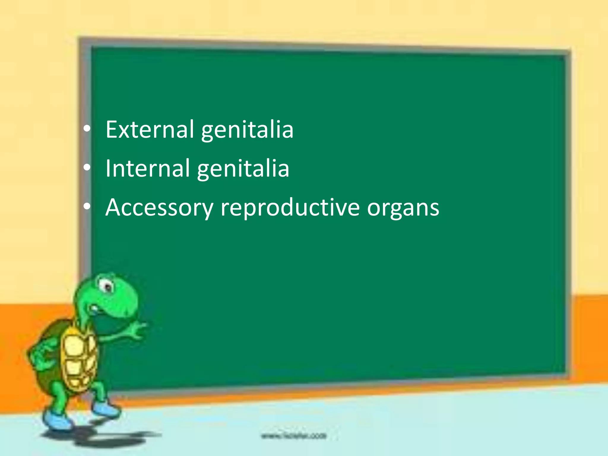 Anatomy of female genitalia | PPTX