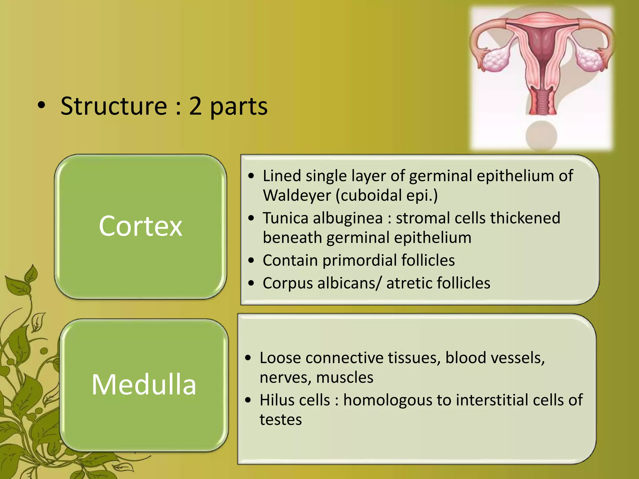 Anatomy of female genitalia | PPTX