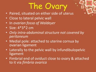 Anatomy of female genitalia | PPTX
