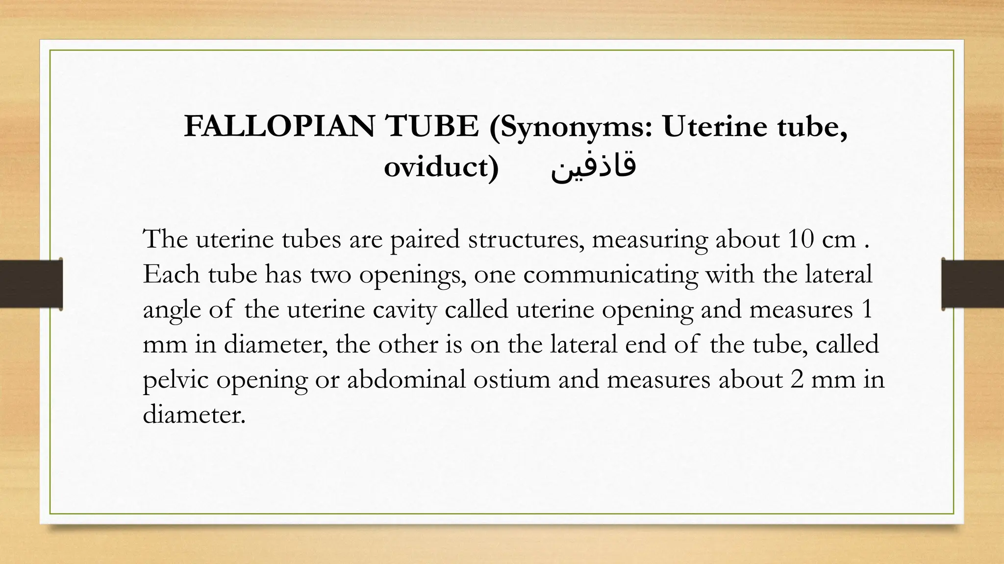 ANATOMY OF FEMALE GENITAL ORGANS ppt of final year | PPTX