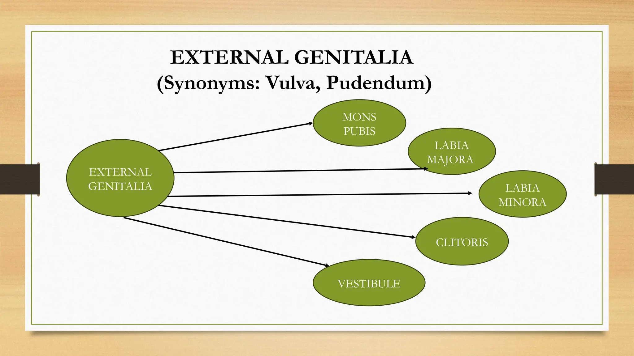 ANATOMY OF FEMALE GENITAL ORGANS ppt of final year | PPTX