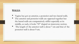 ANATOMY OF FEMALE GENITAL ORGANS ppt of final year | PPTX