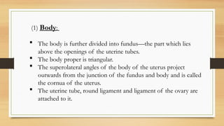ANATOMY OF FEMALE GENITAL ORGANS ppt of final year | PPTX