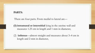 ANATOMY OF FEMALE GENITAL ORGANS ppt of final year | PPTX