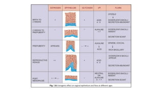 ANATOMY OF FEMALE GENITAL SYSTEM (gyne).pptx