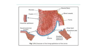 ANATOMY OF FEMALE GENITAL SYSTEM (gyne).pptx
